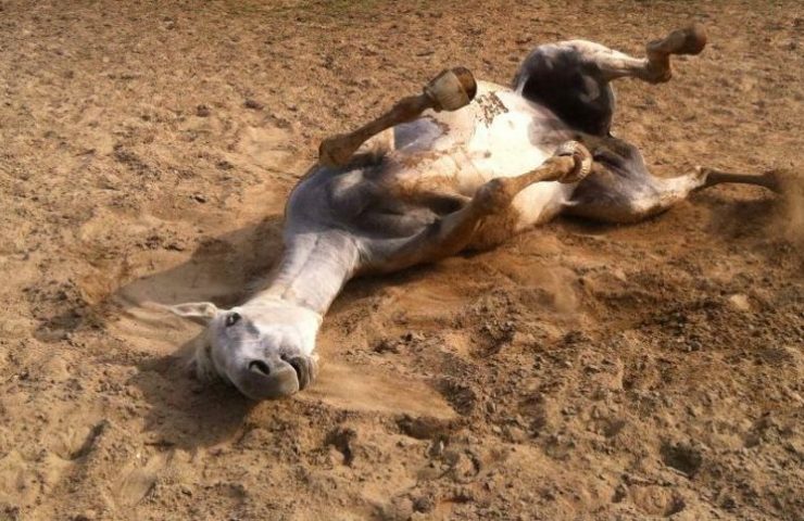 Why Do Horses Roll? - Heels Down Mag