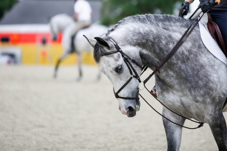 Training Explained: Let's Talk Draw Reins - Heels Down Mag