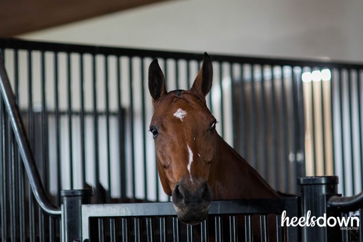 Why I Love Thoroughbred Crosses - Heels Down Mag