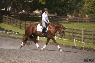 4 Exercises To Encourage "Long and Low" In Your Horse - Heels Down Mag