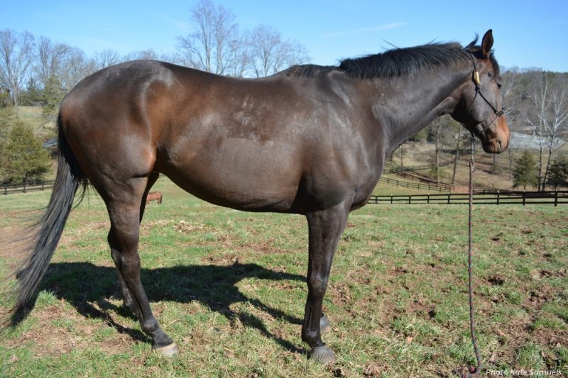 How to Create the Best Horse Sales Ad Ever - Heels Down Mag