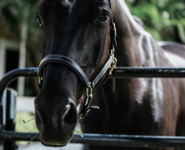 How to Create the Best Horse Sales Ad Ever - Heels Down Mag