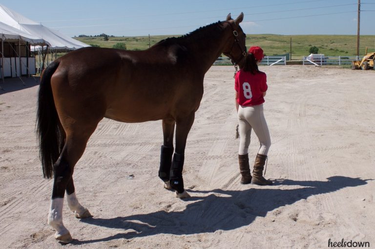 Icing 101: The Benefits of Cold Therapy, Presented by Ice Horse - Heels ...