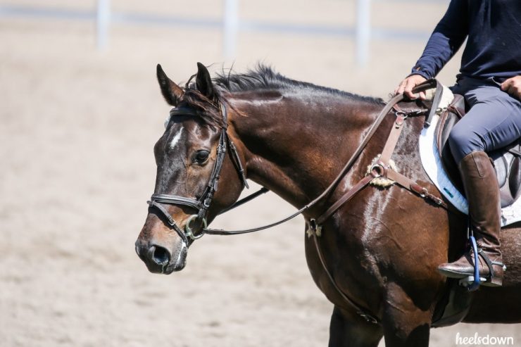 Ultimate Strength and Conditioning Guide for Horses: Eventing - Heels ...