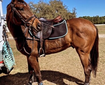 Dressage Movements Explained: The Difference Between Travers, Renvers ...