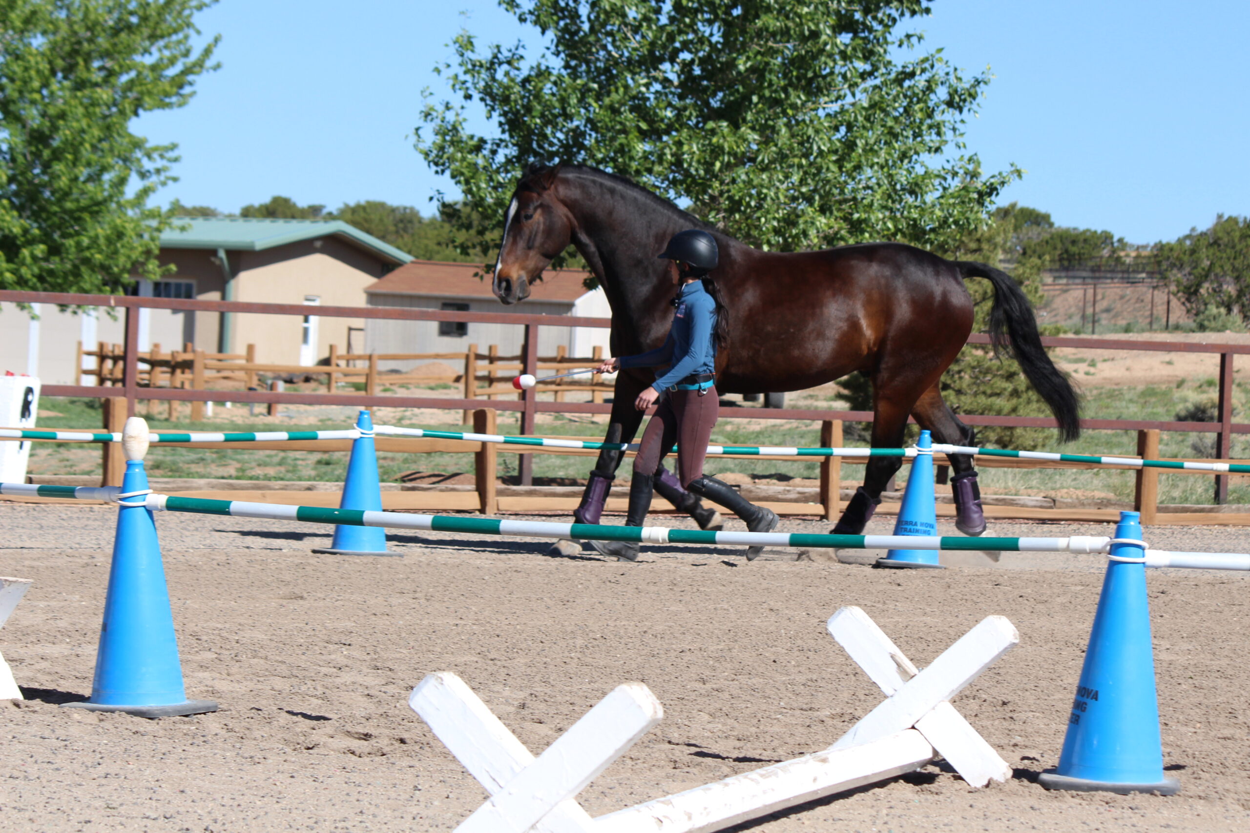Demystifying the Science Behind Positive Reinforcement Training - Heels ...